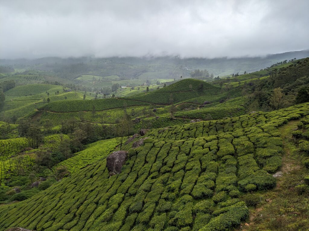 Munnar Travel Guide: Hill Station Bliss & Tea Plantations – SNR FoodleR